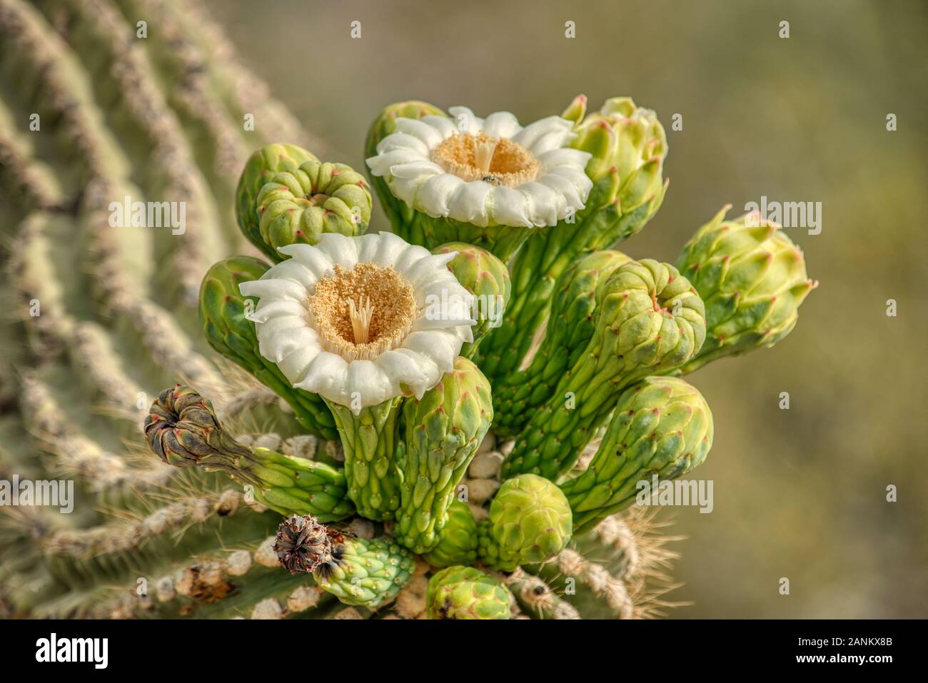 The saguaro cactus blooms during parts of March and April in the ...