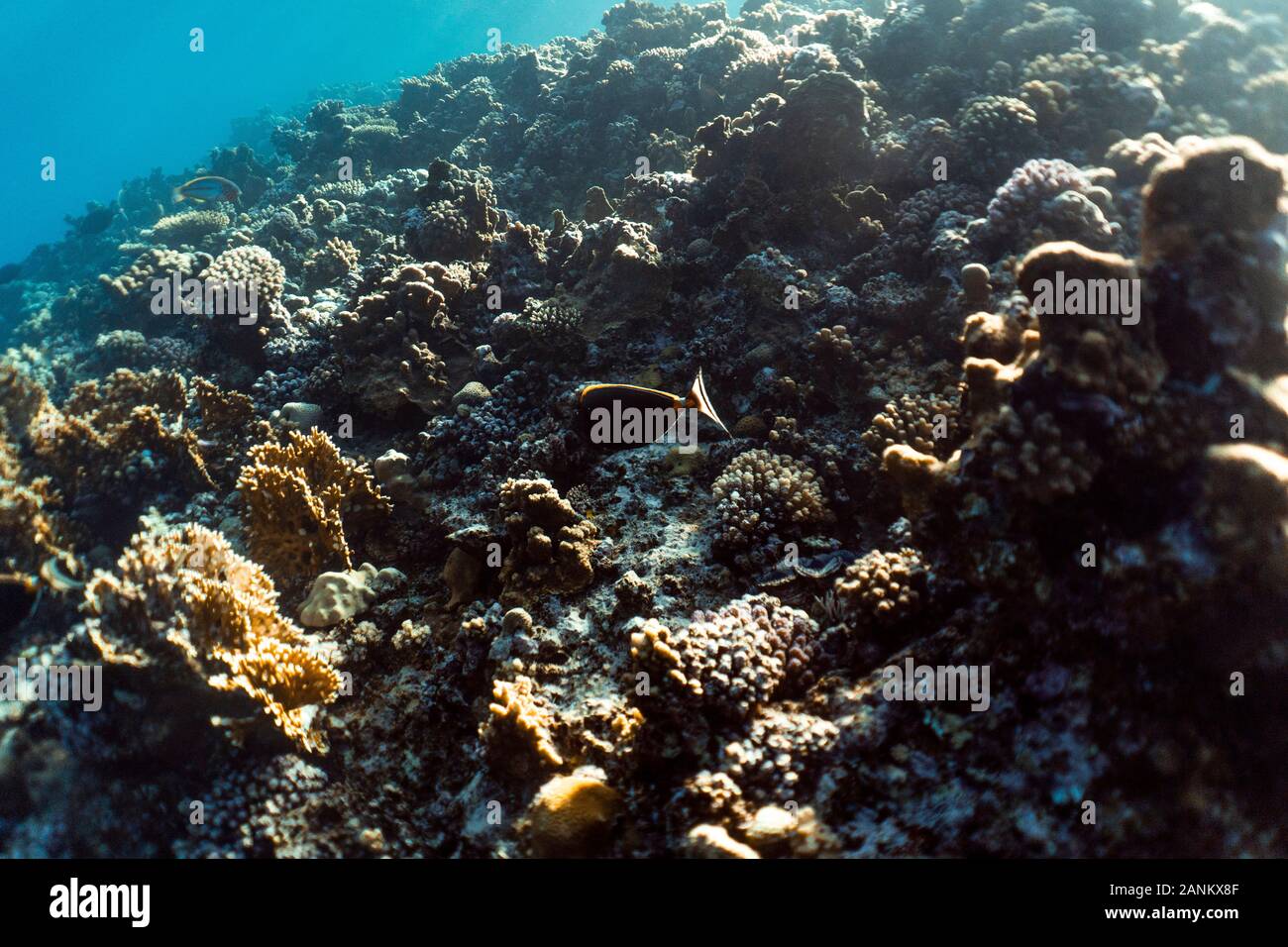 beautiful coral reef under water in the ocean of egypt, underwater ...