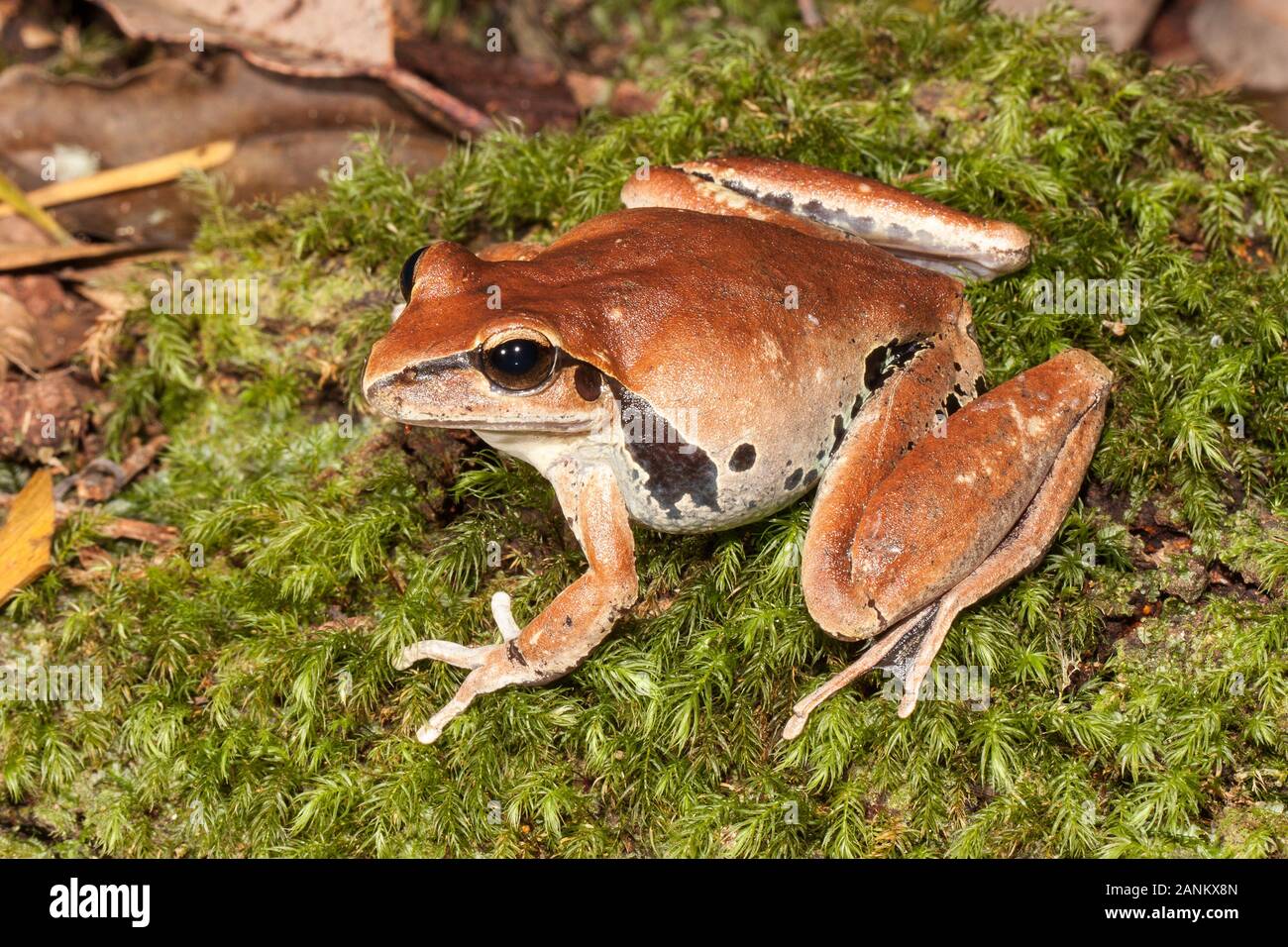 Female Stony Creek Frog Stock Photo - Alamy