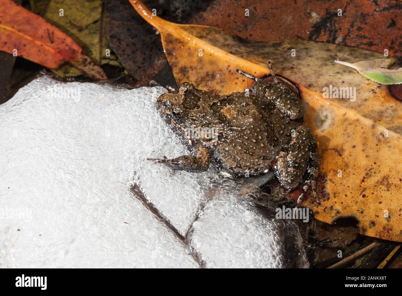 Tusked Frog with egg mass Stock Photo - Alamy