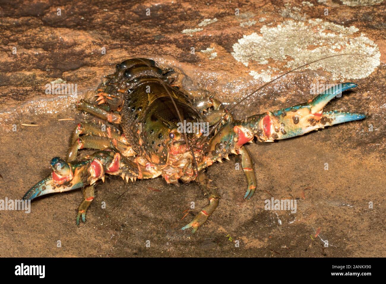 Spiny Crayfish with nippers raised in defence Stock Photo - Alamy
