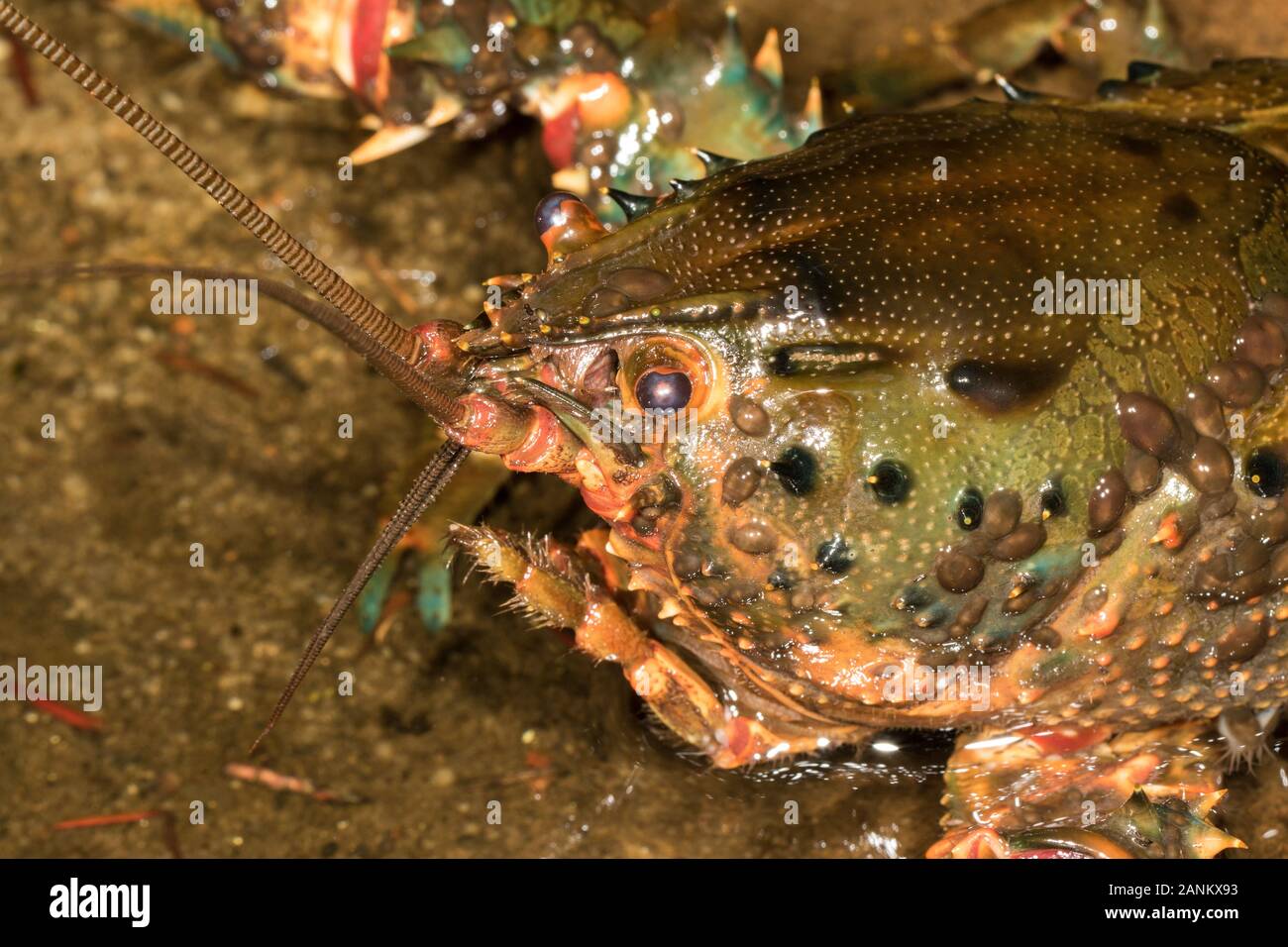 Spiny crayfish hi-res stock photography and images - Alamy