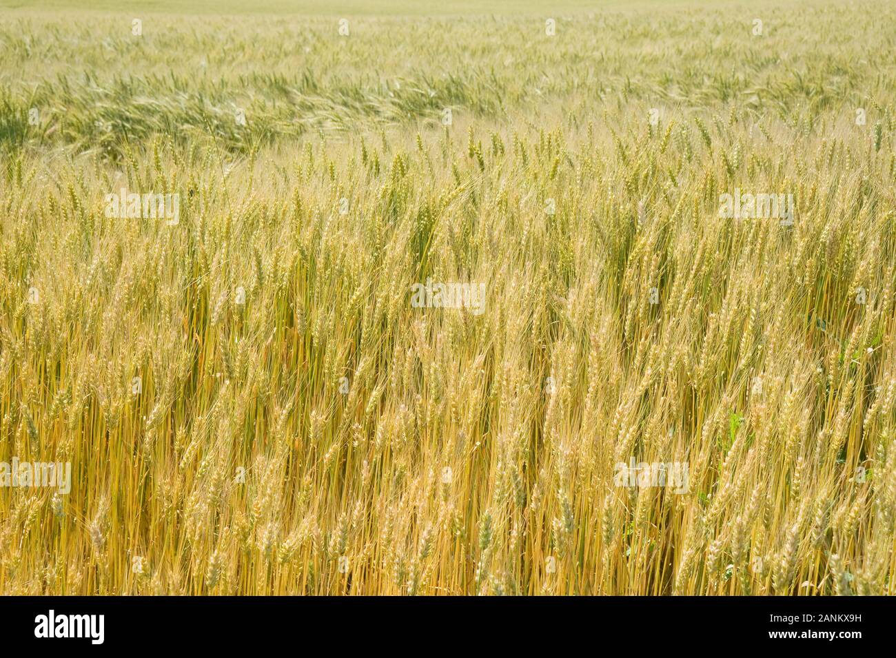 Weizenfeld - Cornfield Stock Photo - Alamy