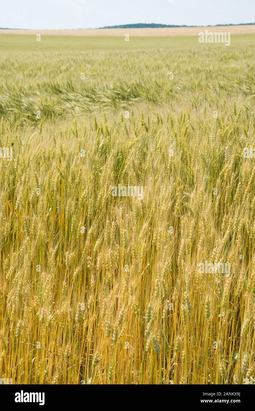 Weizenfeld - Cornfield Stock Photo - Alamy
