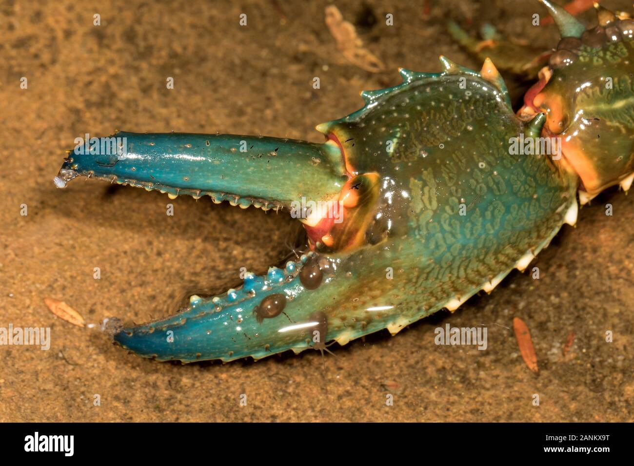 Euastacus crayfish hi-res stock photography and images - Alamy