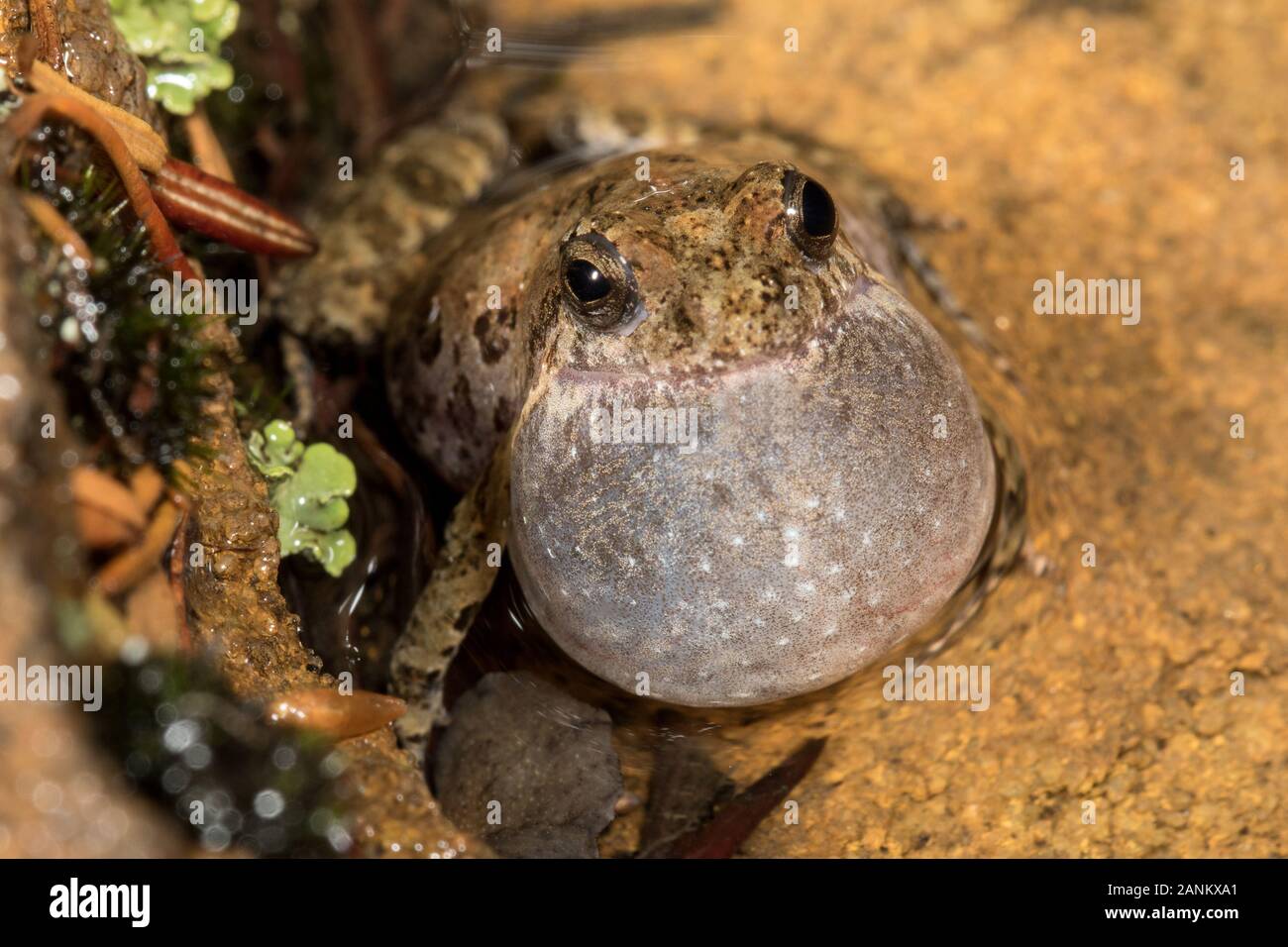 Common Eastern Froglet calling Stock Photo - Alamy