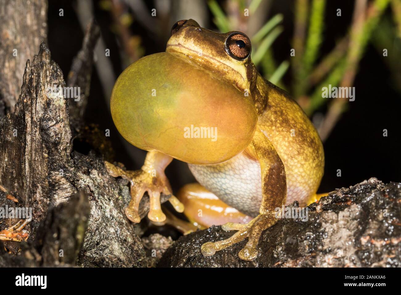 Screaming Tree Frog calling Stock Photo - Alamy