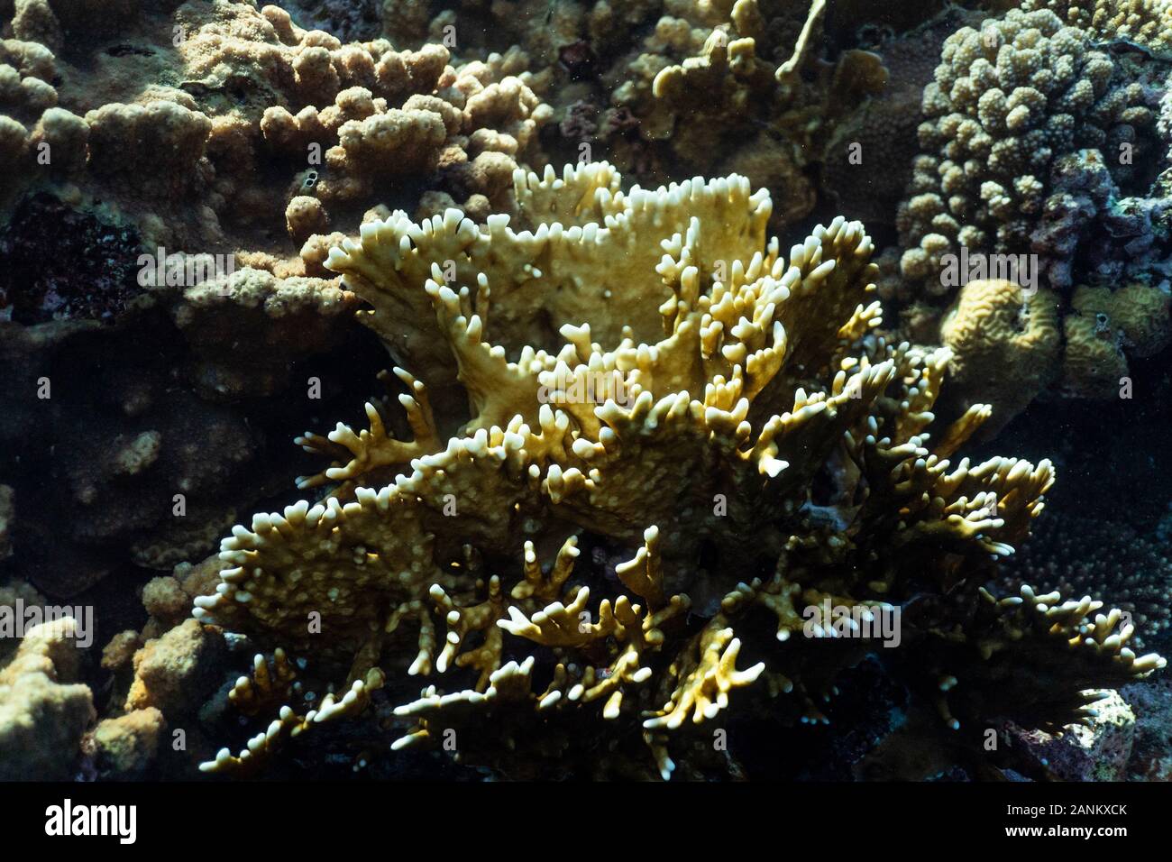 Coral reef close up, coral reef macro photography, underwater coral ...