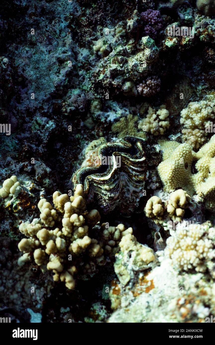 Coral reef close up, coral reef macro photography, underwater coral ...