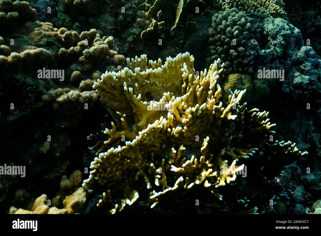 Coral reef close up, coral reef macro photography, underwater coral ...