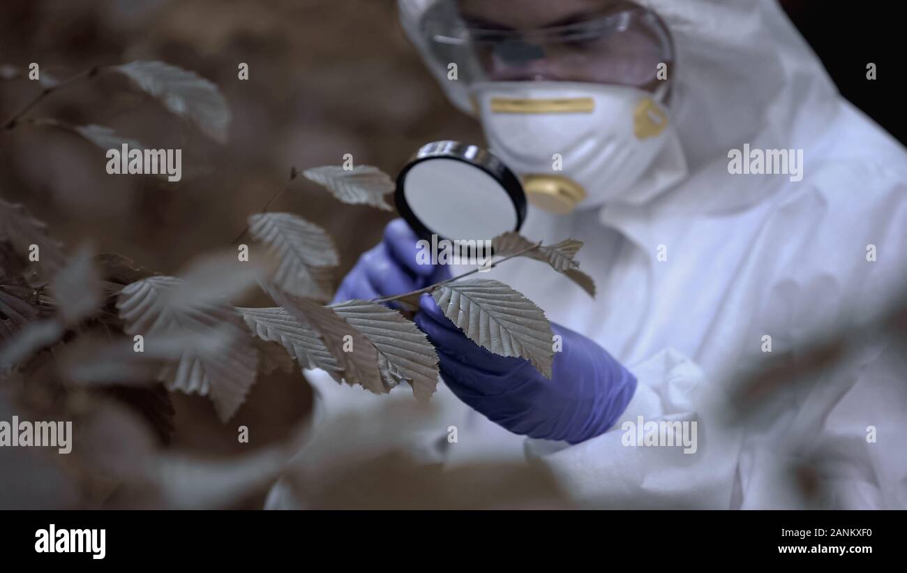 Ecologist looking at radioactive tree leaves through magnifying glass ...