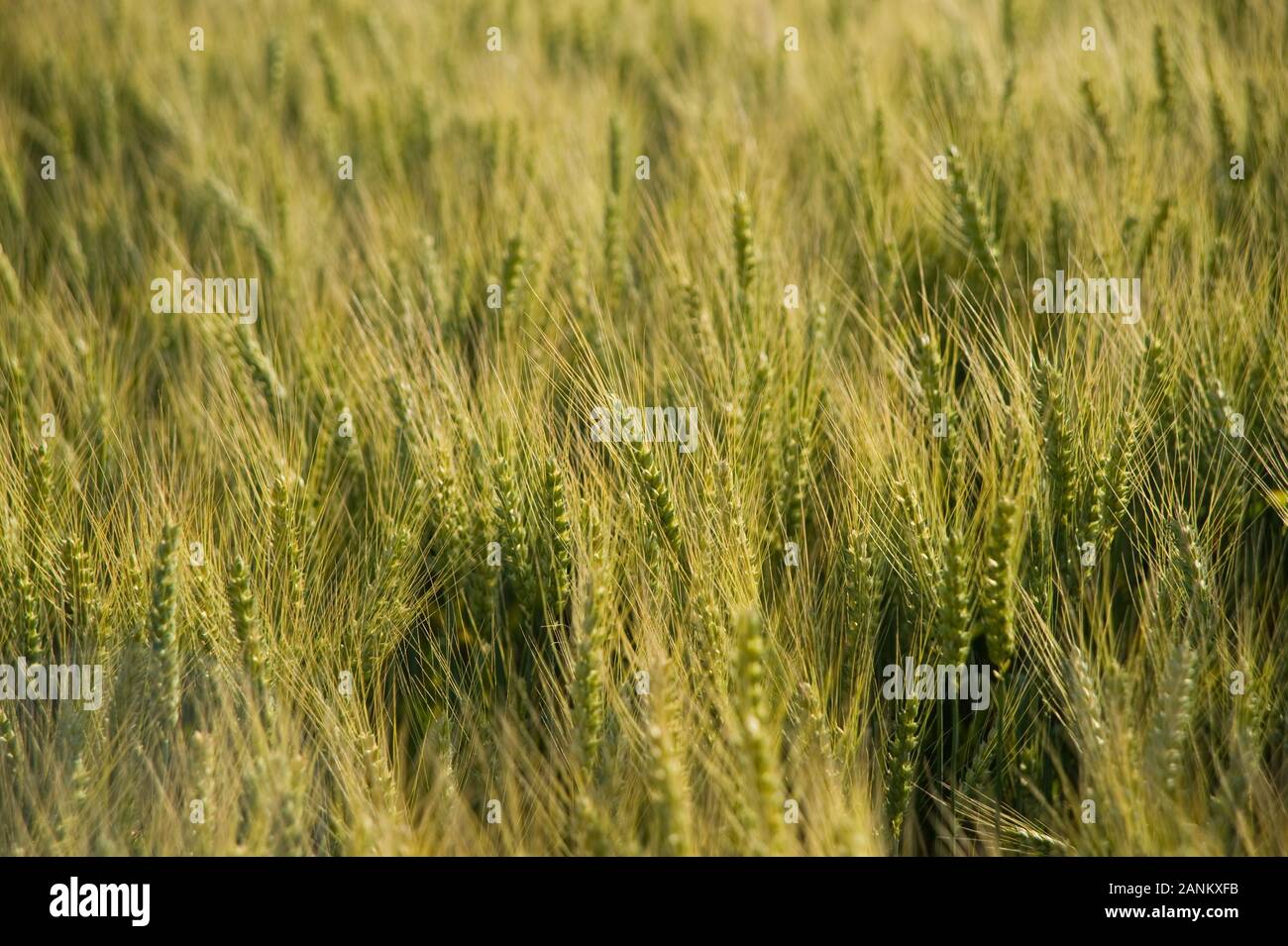 Weizenfeld - Cornfield Stock Photo - Alamy