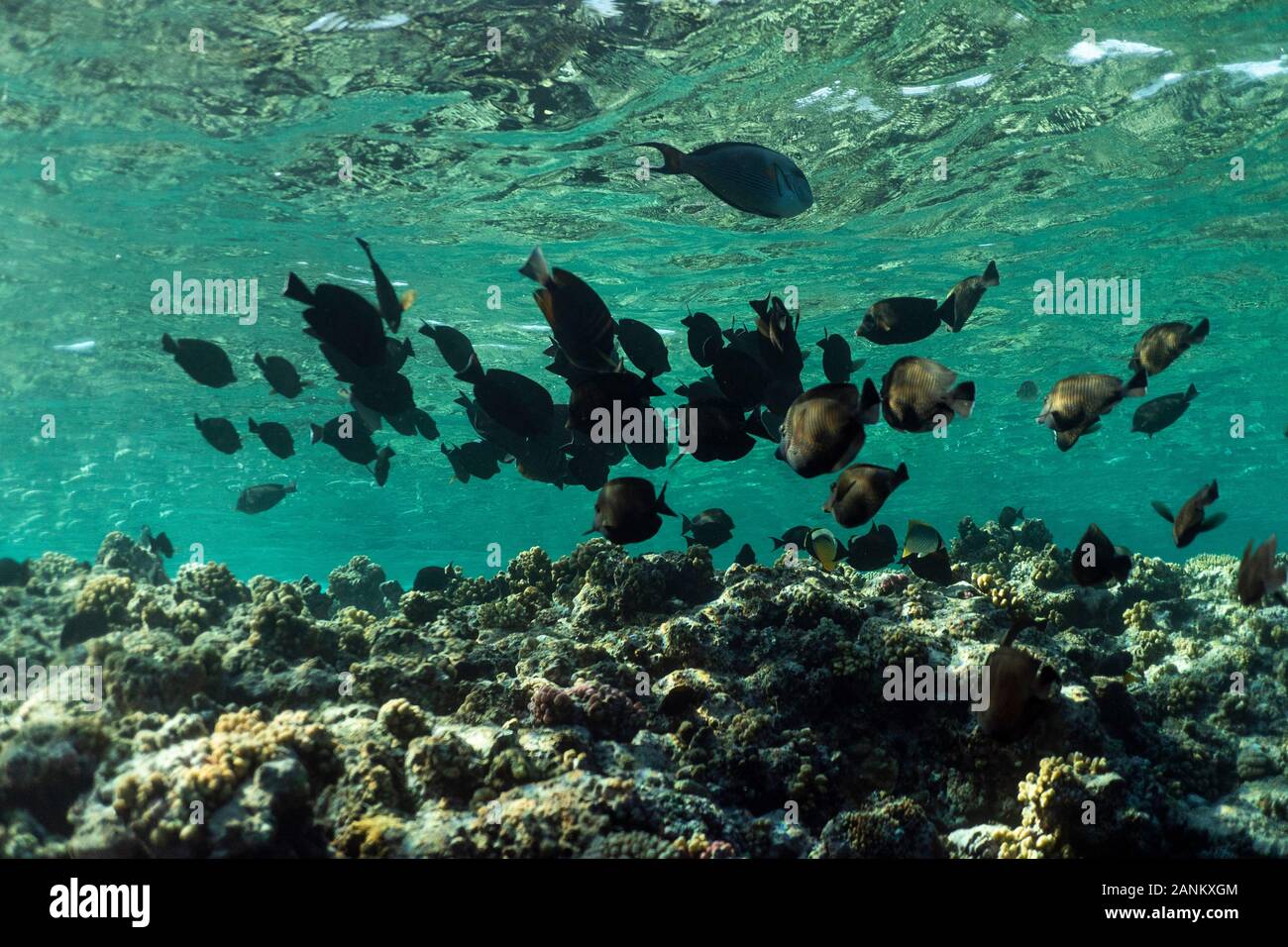 Swarm of Caribbean fish underwater photography, group of tropical fish ...
