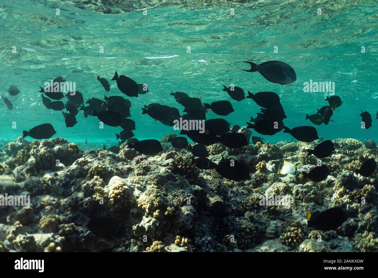Swarm of Caribbean fish underwater photography, group of tropical fish ...
