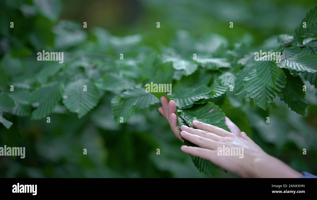 Woman hand touching tree leaves, naturalist care, safe environment ...