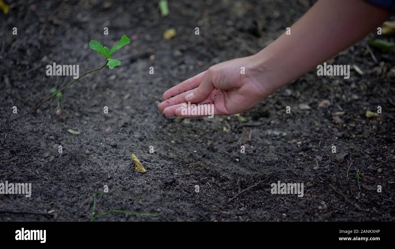Female hand touching soil, plant nutrition, harvest fertility ...