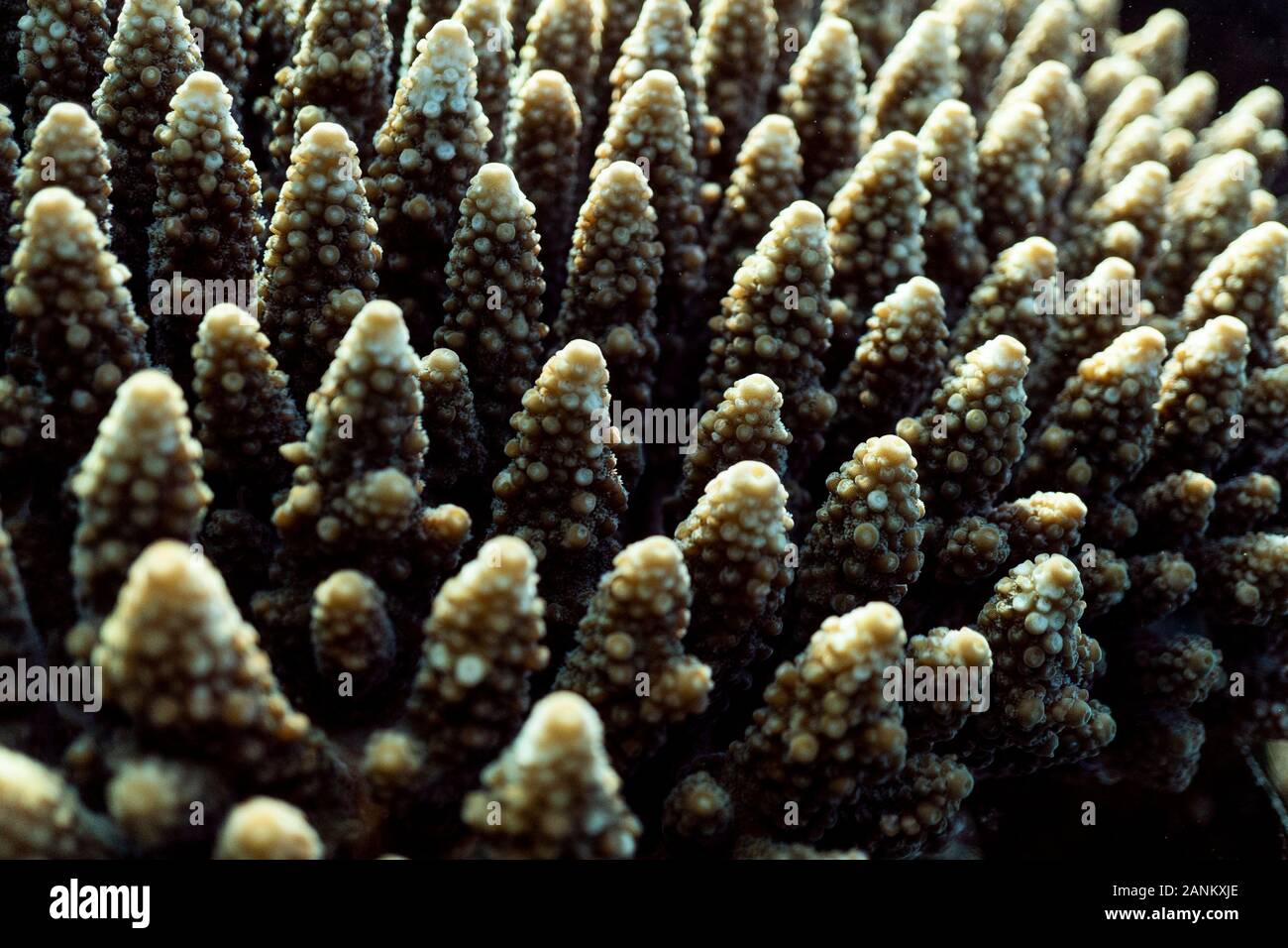 Coral reef close up, coral reef macro photography, underwater coral ...