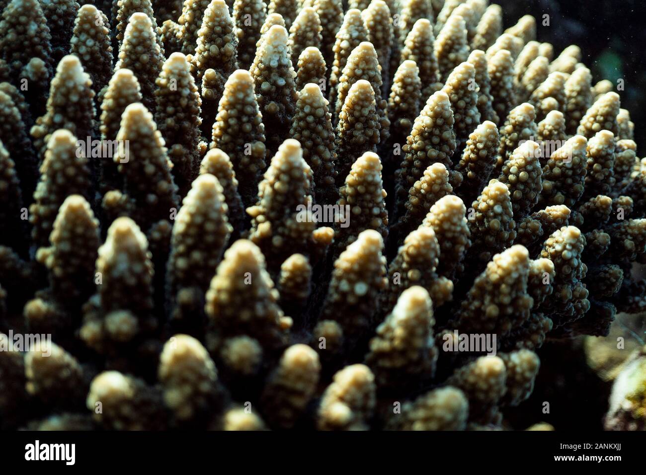 Coral reef close up, coral reef macro photography, underwater coral ...
