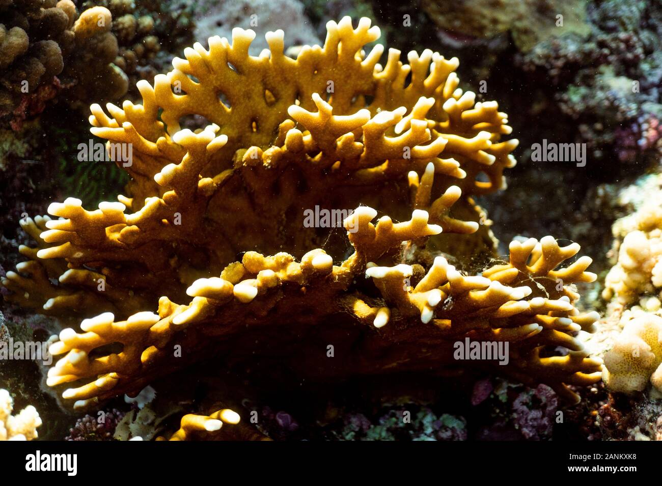 Coral reef close up, coral reef macro photography, underwater coral ...