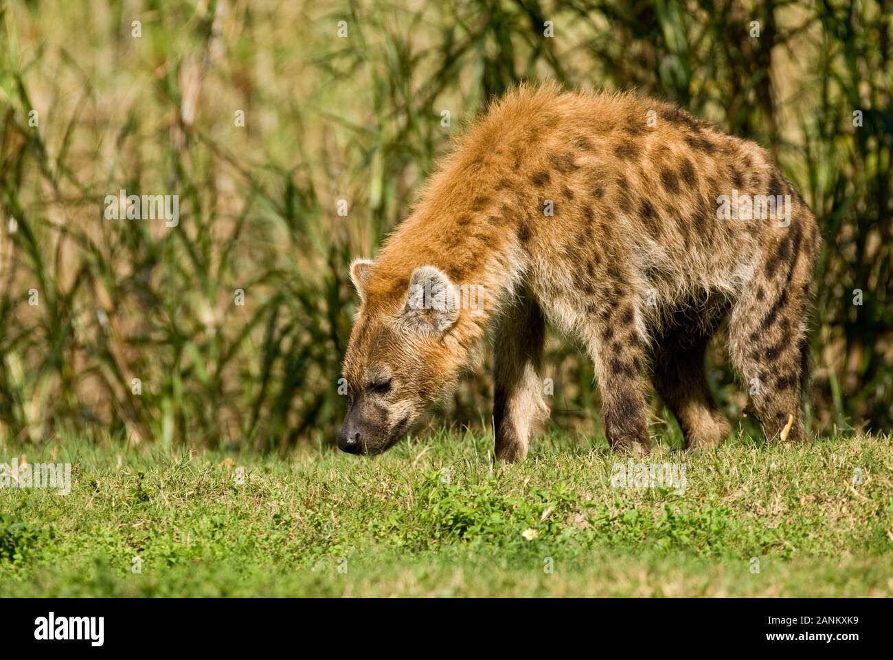 Spotted Hyena smelling the ground Stock Photo - Alamy