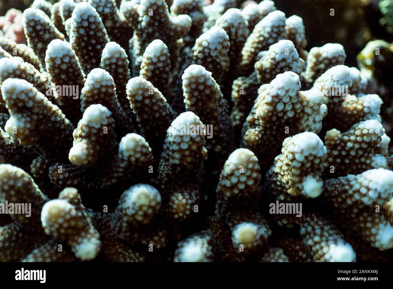 Coral reef close up, coral reef macro photography, underwater coral ...
