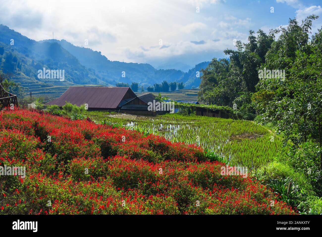 Terrace rice field, red flowers and mountain view. Sapa, Vietnam Stock ...