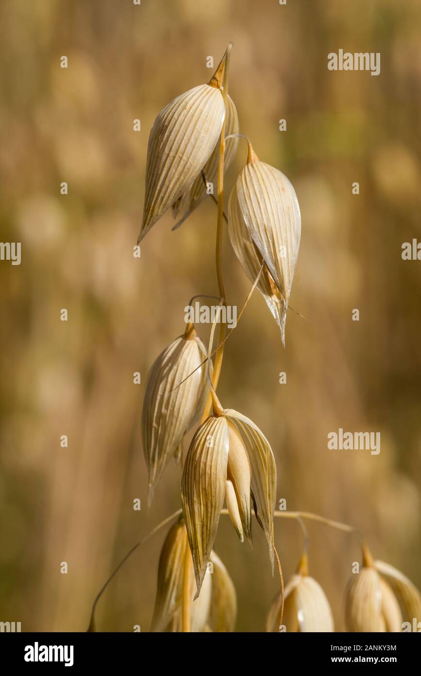 Oat panicle hi-res stock photography and images - Alamy