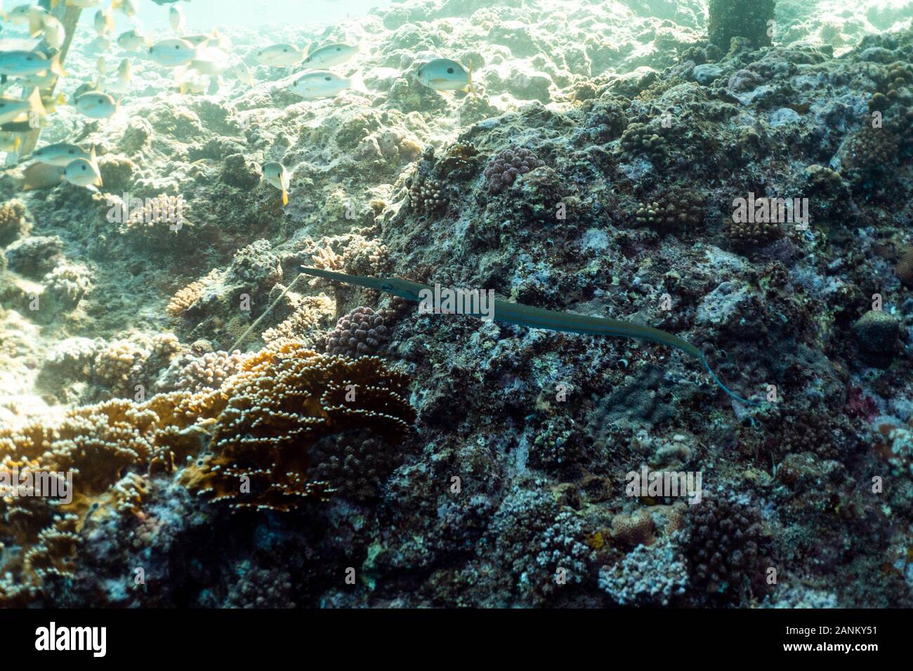Swarm of Caribbean fish underwater photography, group of tropical fish ...