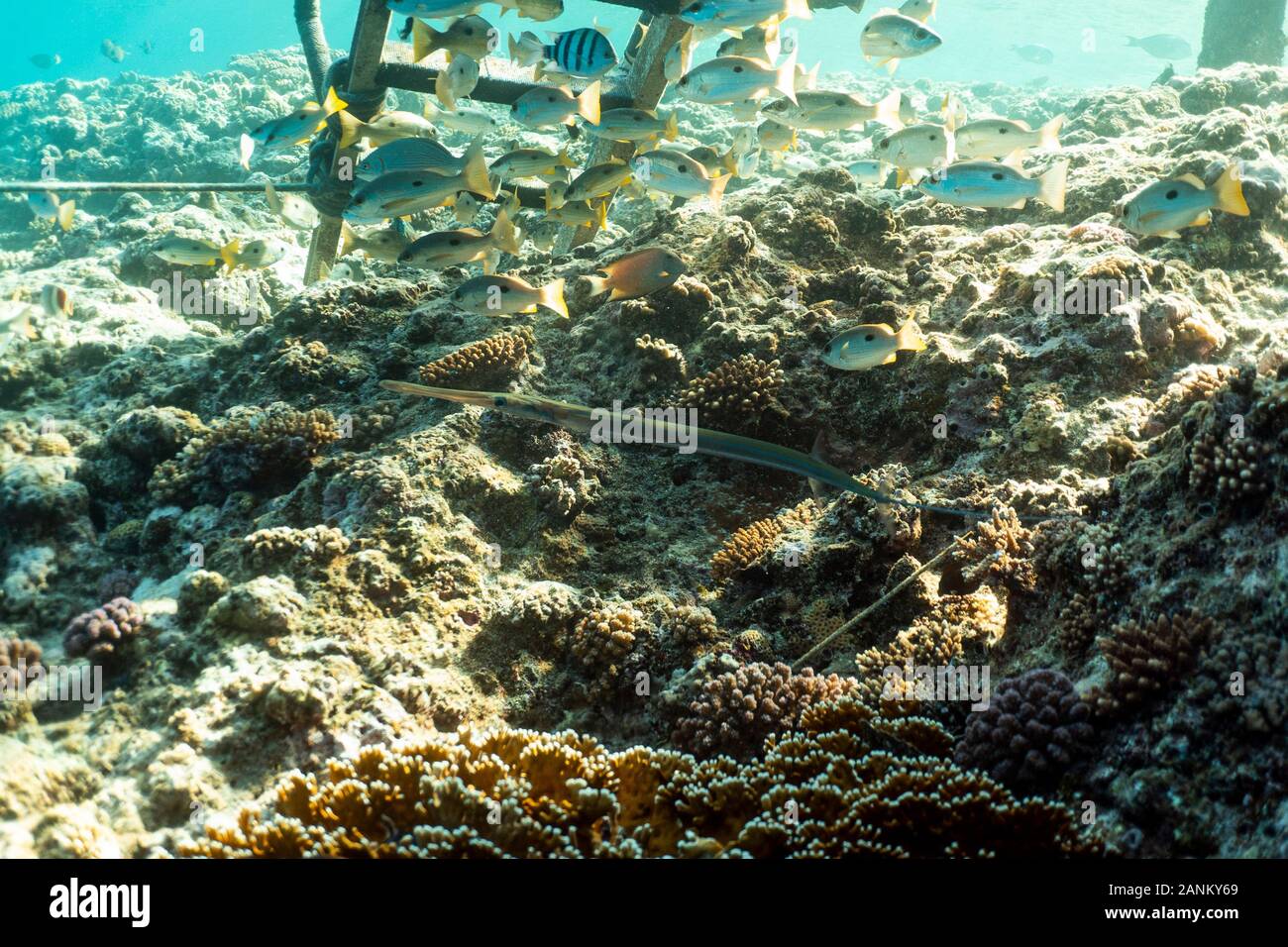 Swarm of Caribbean fish underwater photography, group of tropical fish ...
