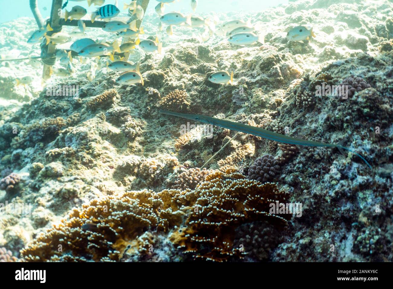 Swarm of Caribbean fish underwater photography, group of tropical fish ...