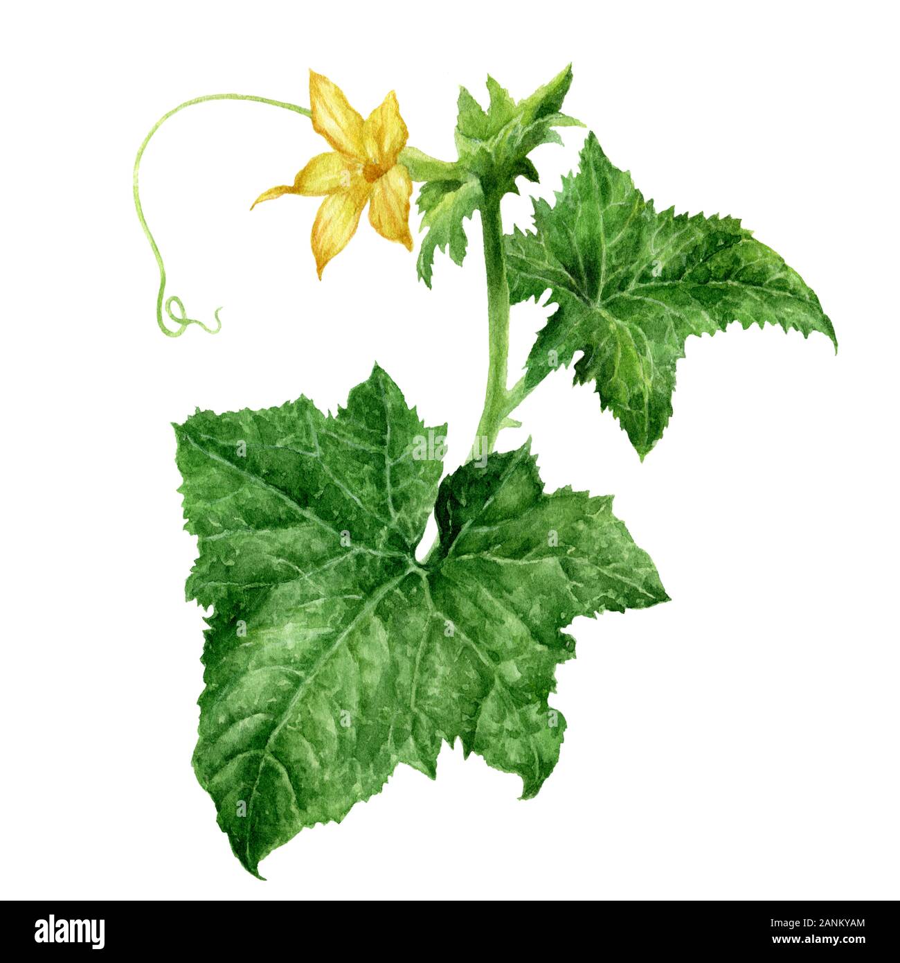 Botanical illustration of cucumber hi-res stock photography and images ...
