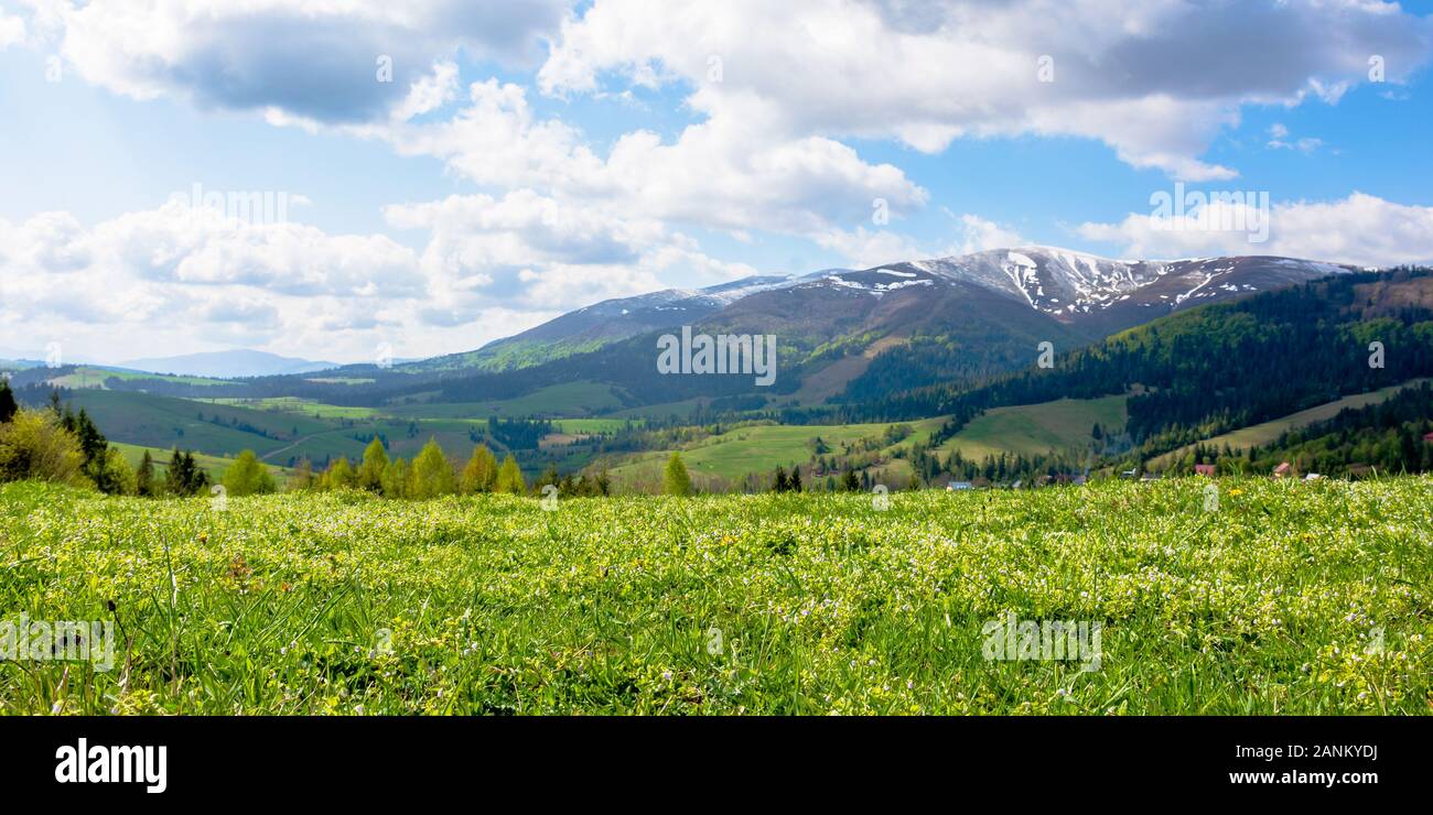 mountainous countryside landscape in spring. grassy meadow on top of a ...