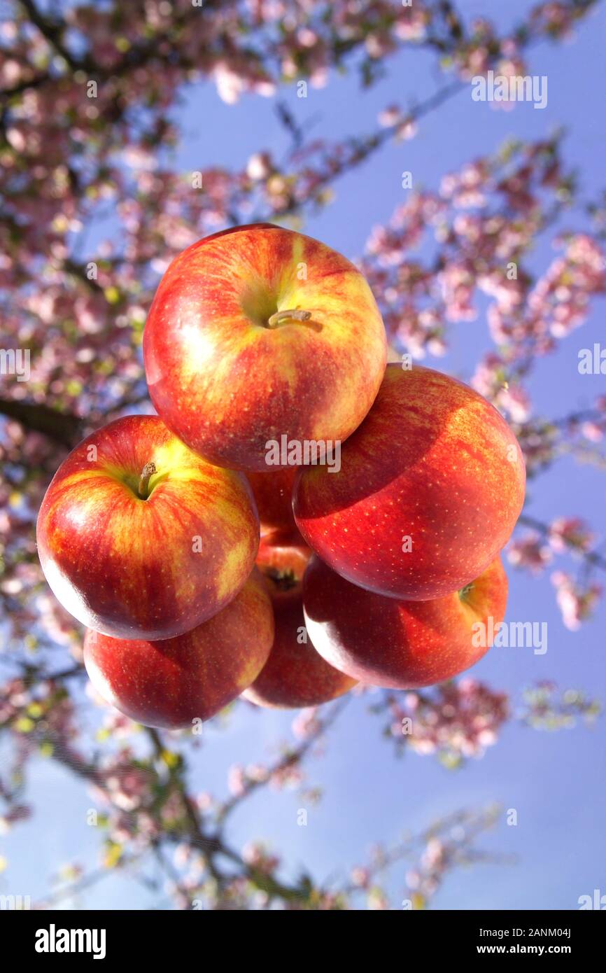 Apfel - Apple Stock Photo - Alamy