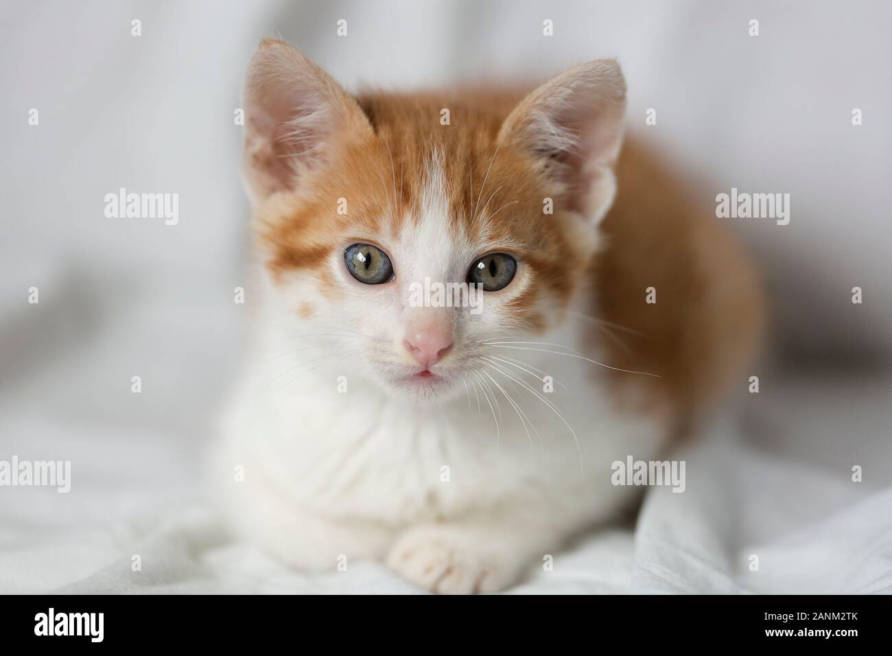 Portrait of a young tabby cat. Horizontal shot with natural light Stock ...