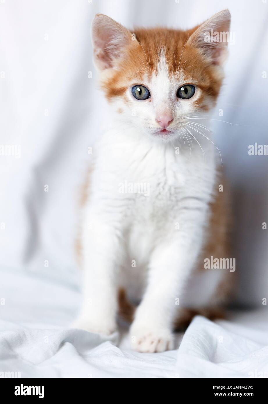 Portrait of a young tabby cat. Horizontal shot with natural light Stock ...