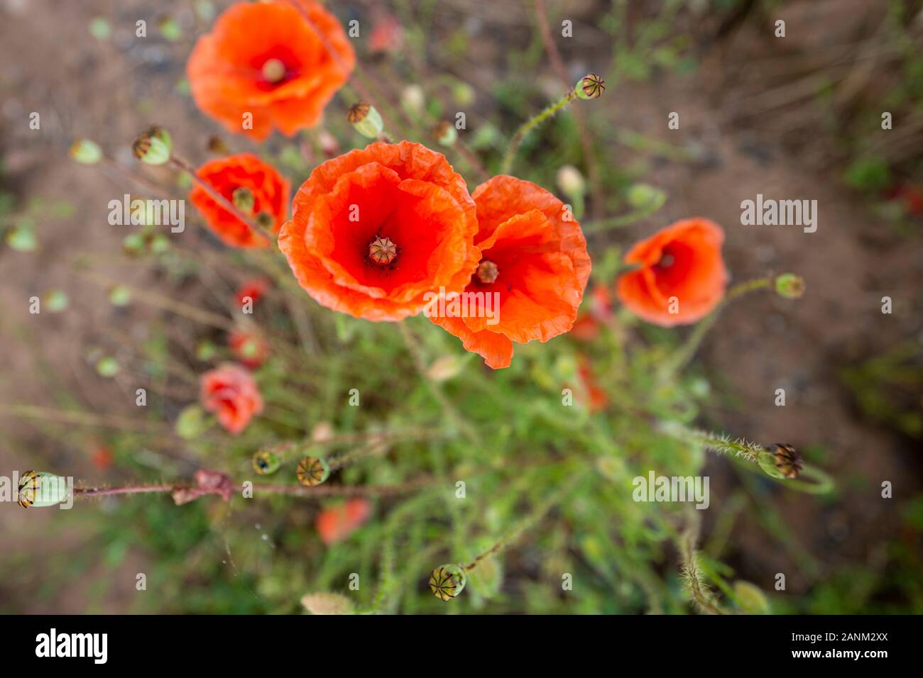 Top down shoot of blossom red poppies on summer meadow Stock Photo - Alamy