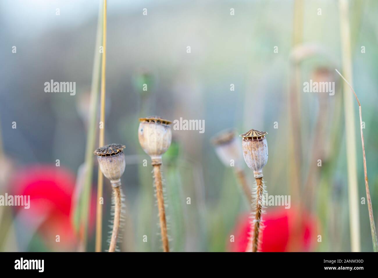 Dry poppy pods on summer meadow on soft blurry background Stock Photo ...