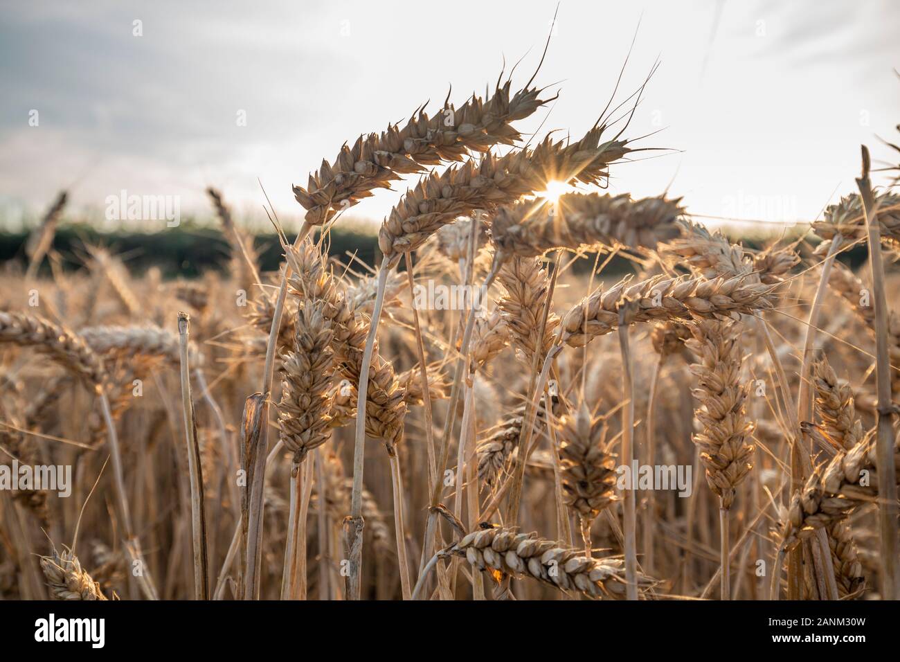 Golden light through wheat hi-res stock photography and images - Alamy