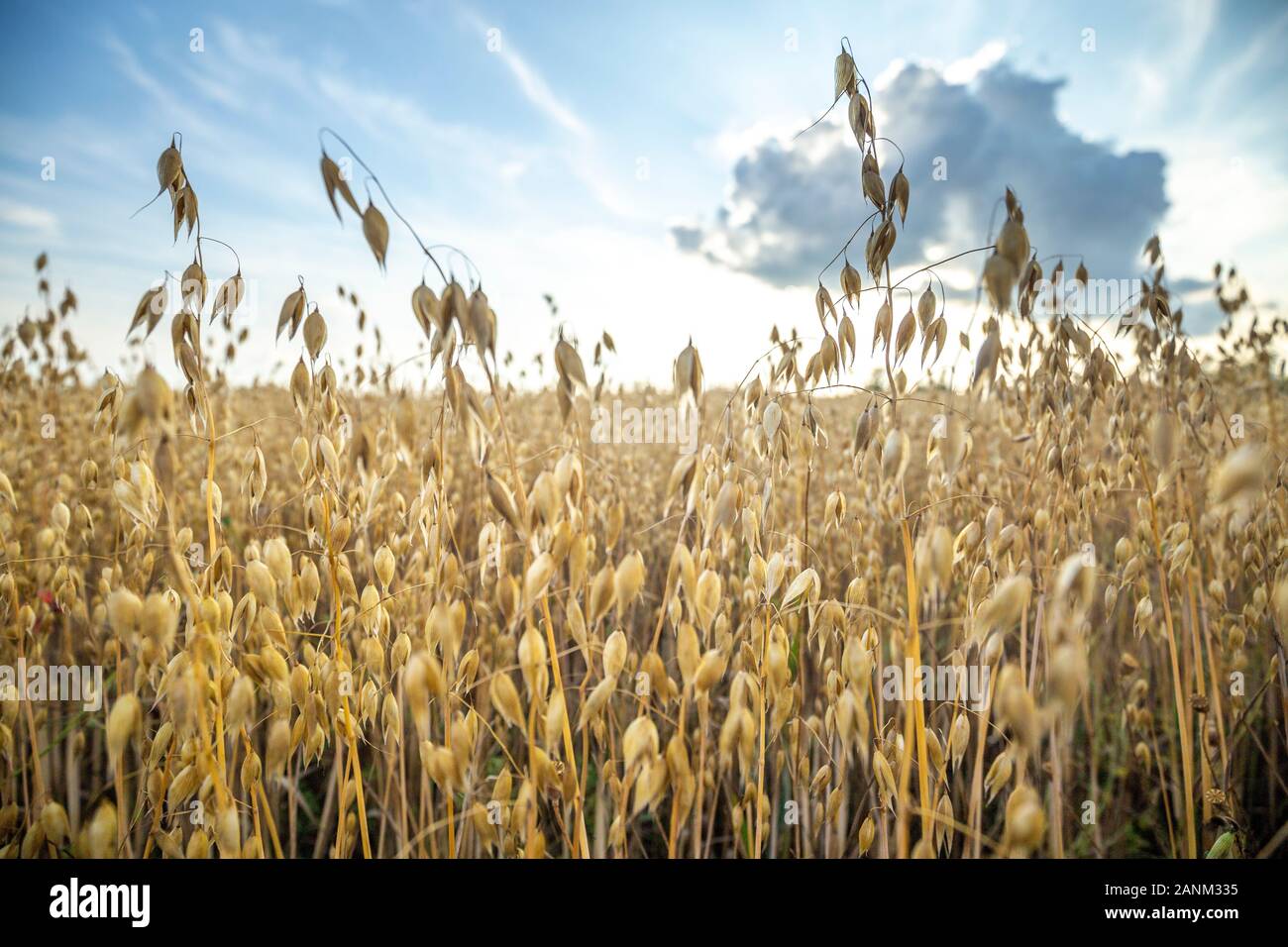 wide angle shoot summer countryside morning,Northern Ireland Stock ...