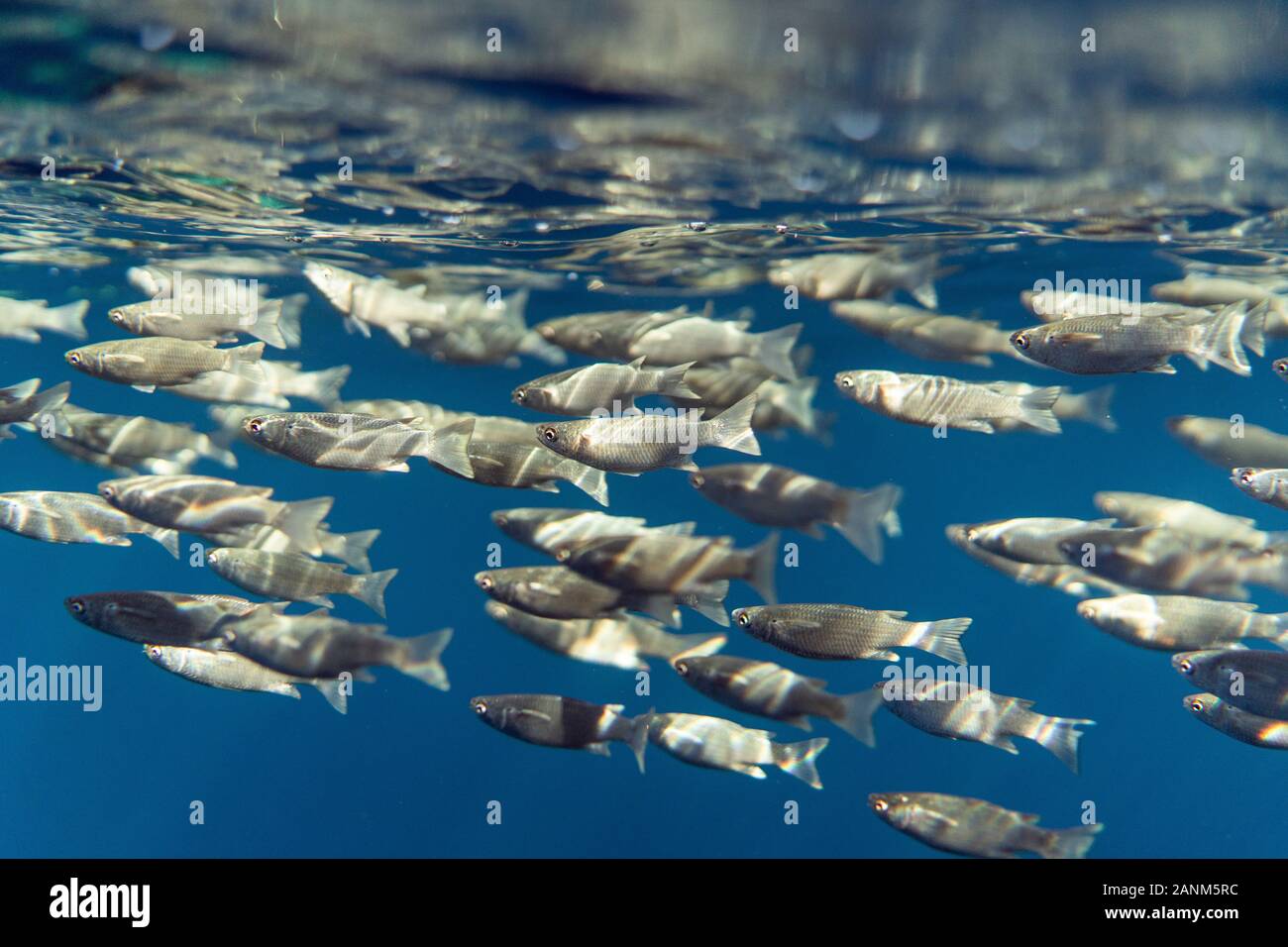 Mugil Cephalus High Resolution Stock Photography and Images - Alamy