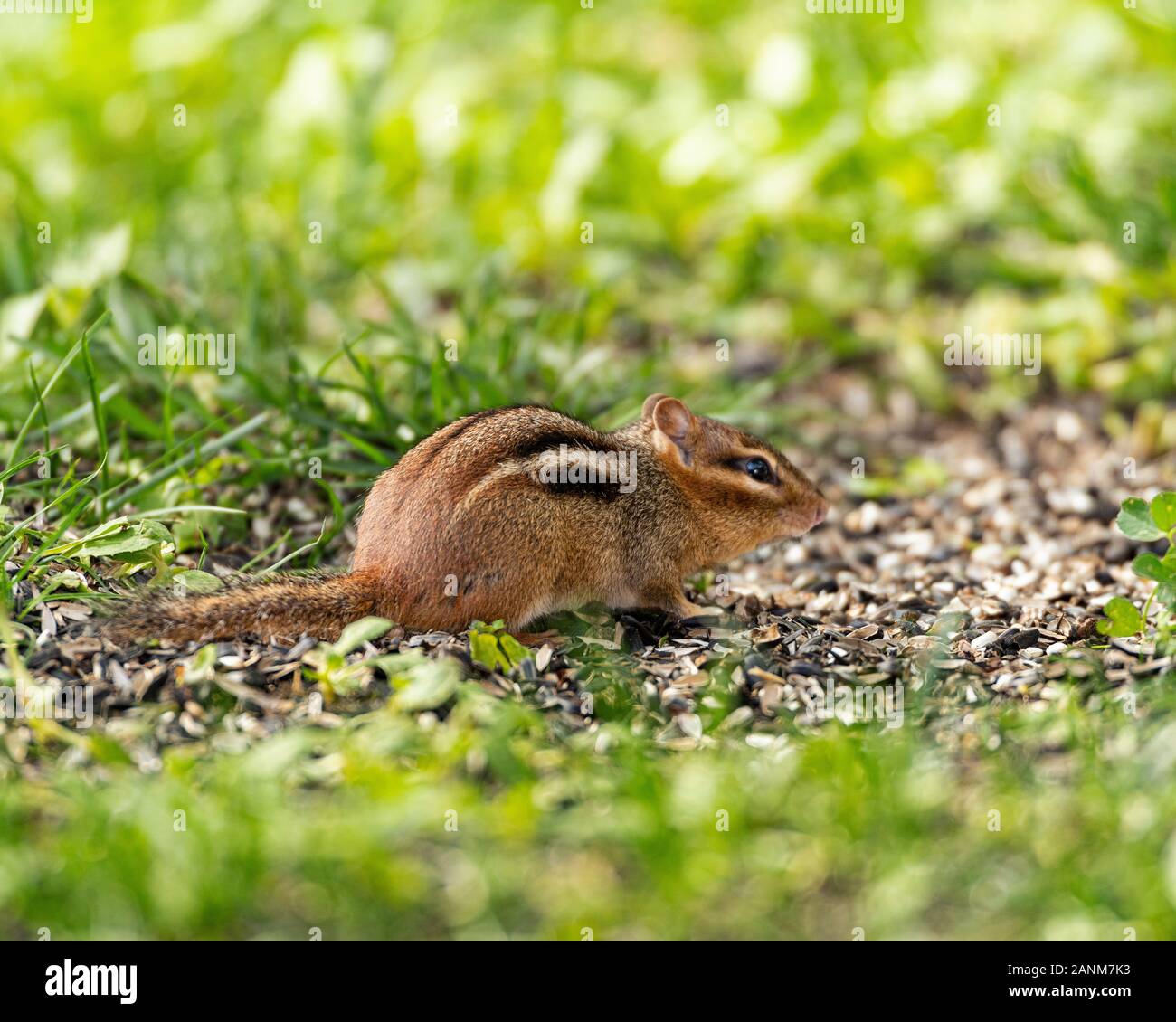 Chipmunk High Resolution Stock Photography and Images - Alamy