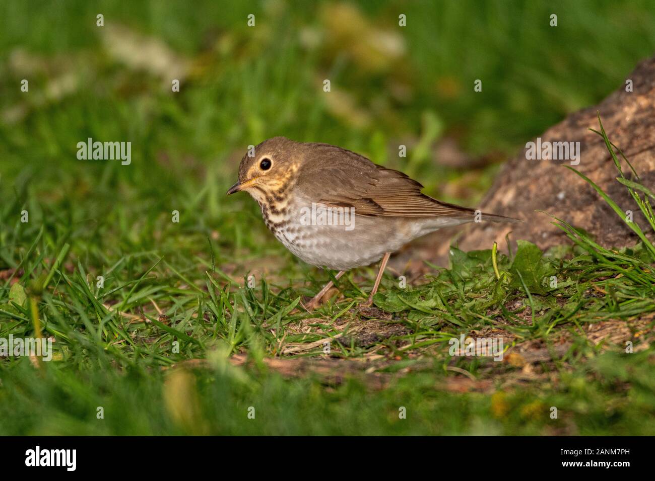 Ground foraging hi-res stock photography and images - Alamy