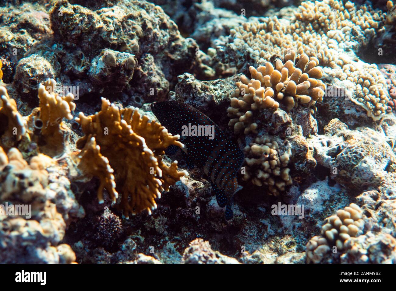 Anampses lineatus underwater in the ocean of egypt, underwater in the ...