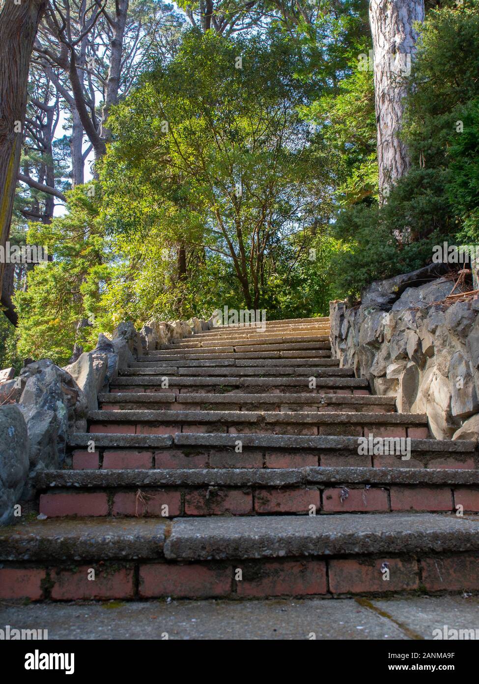 Steps Going Up Amongst Trees In The Wellington Botanic Garden Stock ...