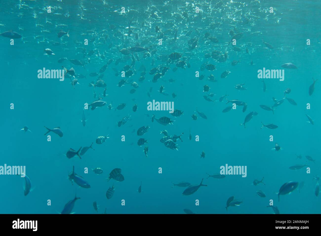 Swarm of Caribbean fish underwater photography, group of tropical fish ...