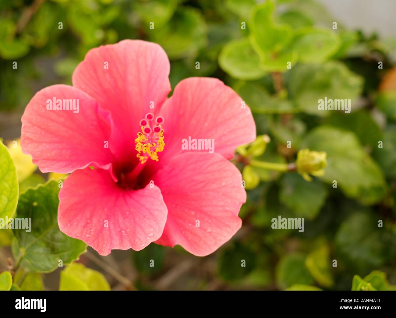 Pale pink coral hibiscus flower on soft floral backdrop Stock Photo - Alamy