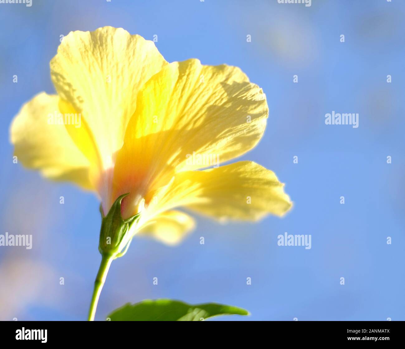 Translucent yellow hibiscus flower, backlit petals Stock Photo - Alamy