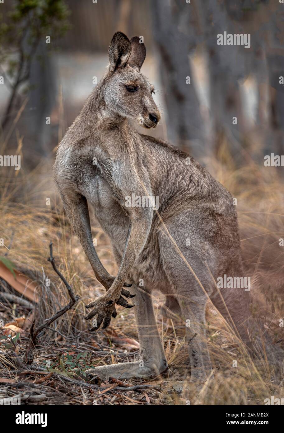 Male Eastern Grey Kangaroo Stock Photo - Alamy