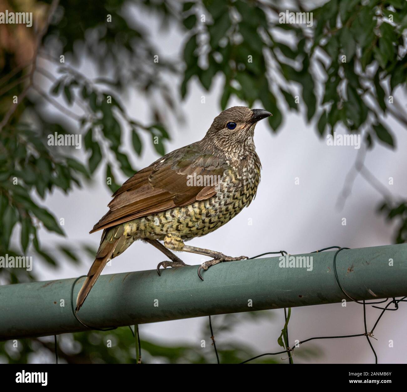 Satin bowerbird hi-res stock photography and images - Alamy