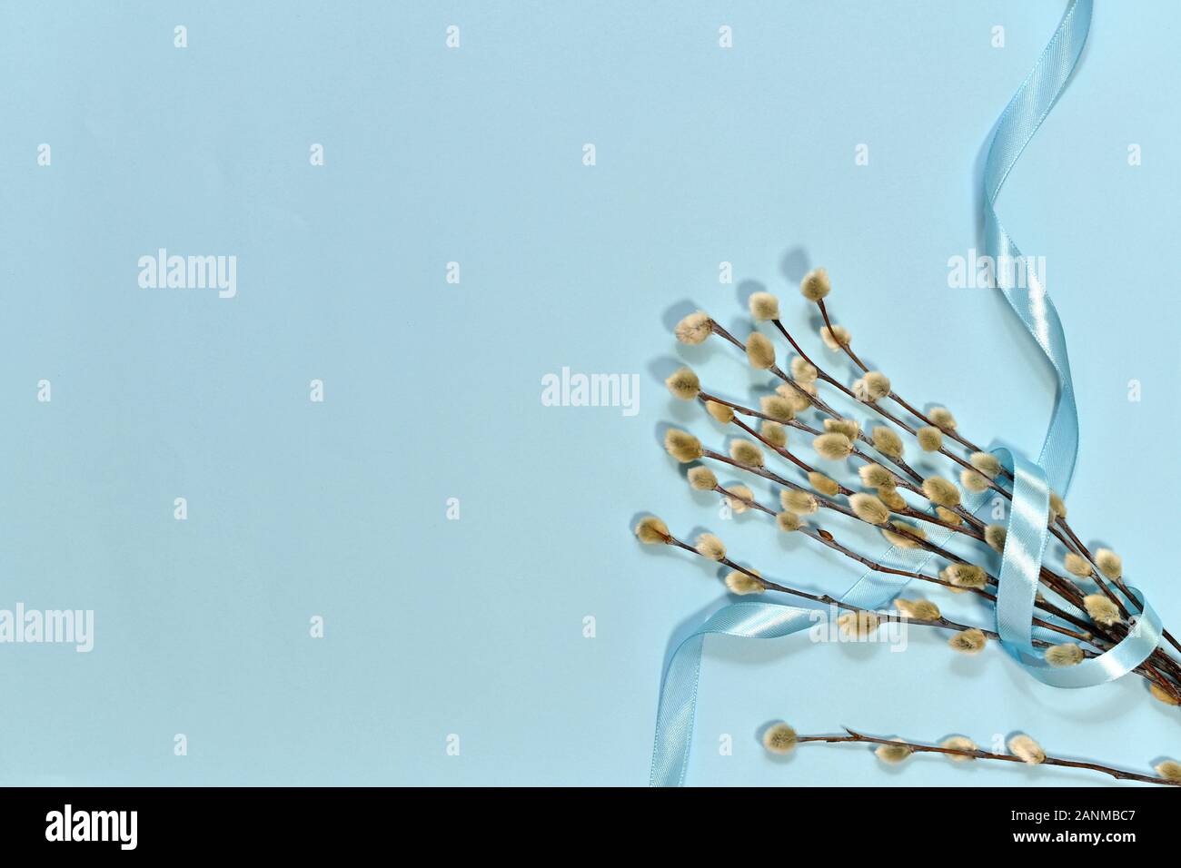 Downy willow hi-res stock photography and images - Alamy